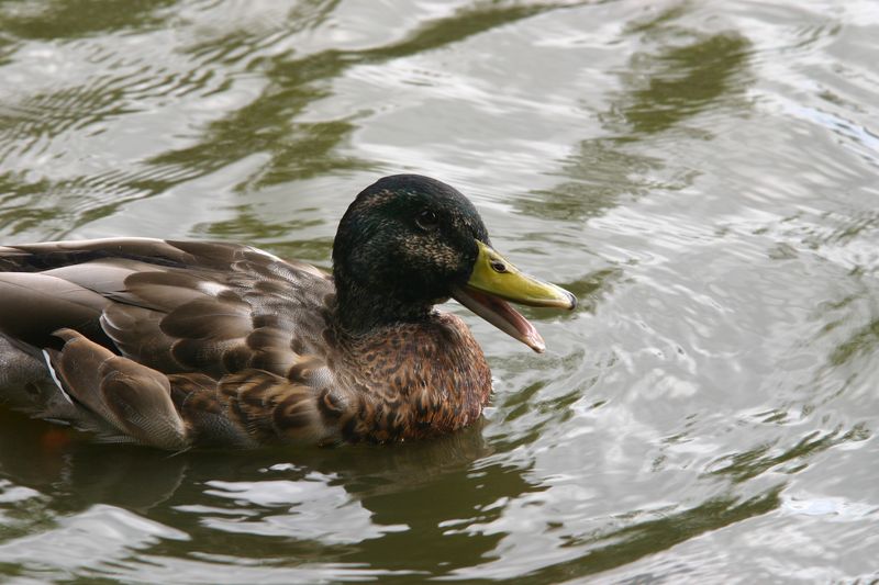 Control Quacking Duck at Ellie Gillespie blog