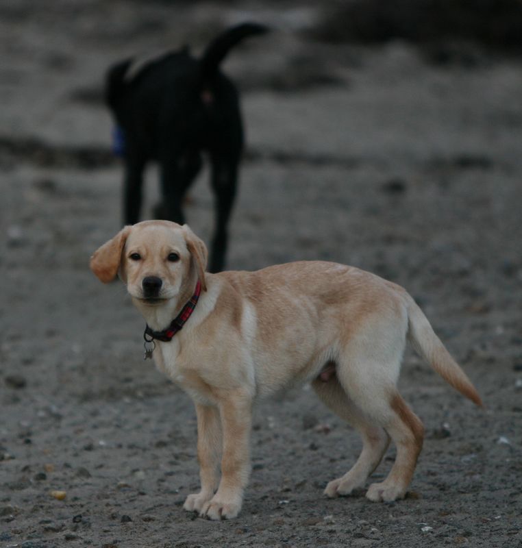 Photo: 300D 0136 Golden Labrador