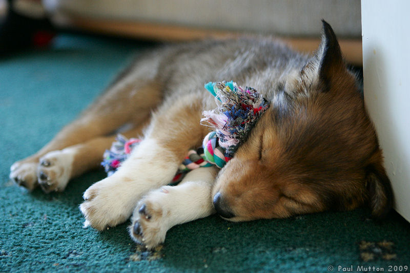 Photo: A8V6411 Archie puppy sleeping with toy