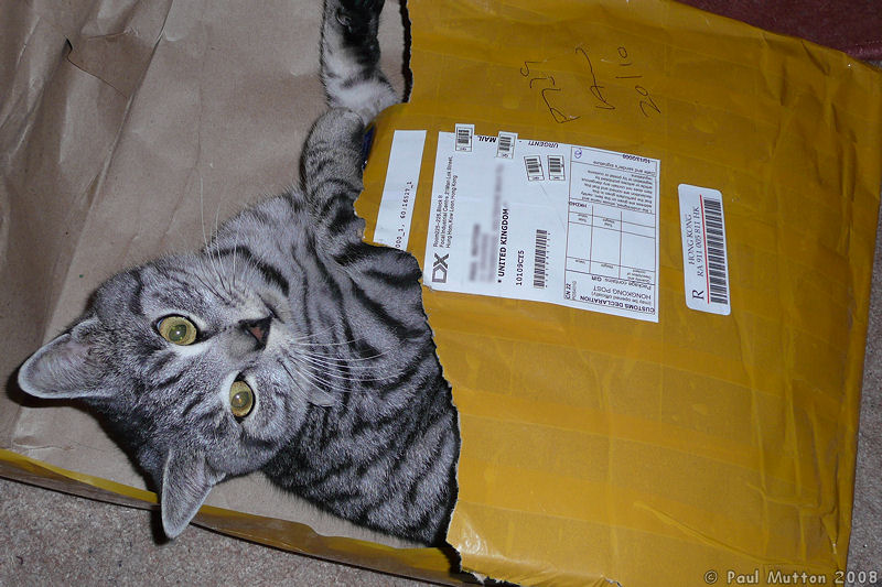 Cat Delivery Days at Tamara Hall blog